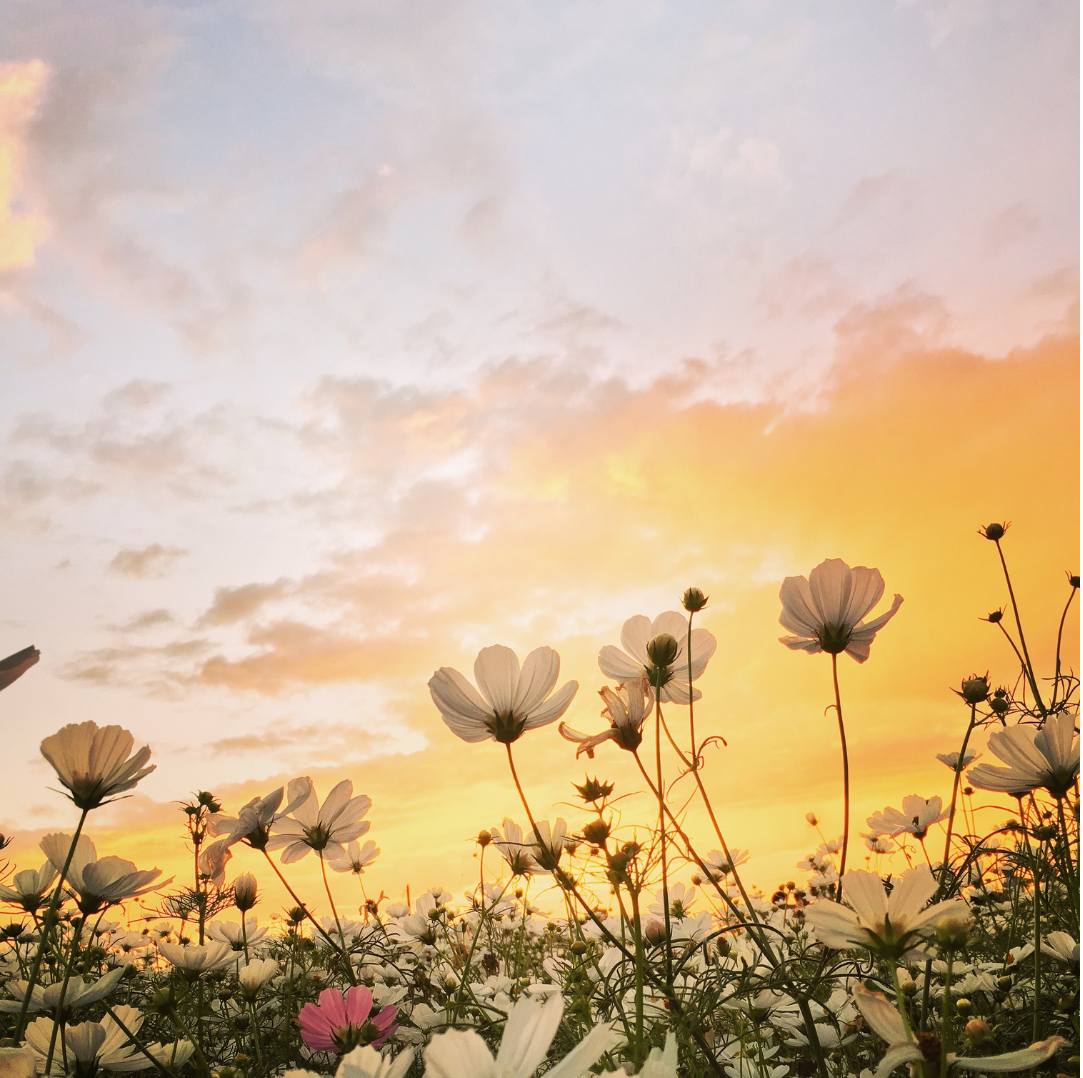 Three Steps to Create a More Peaceful Life - A Simple Cottage Life